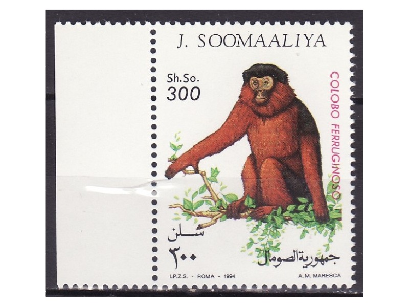 Somalija - majmun