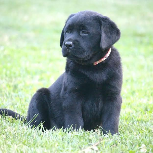 Crni štenci Labrador Retrivera