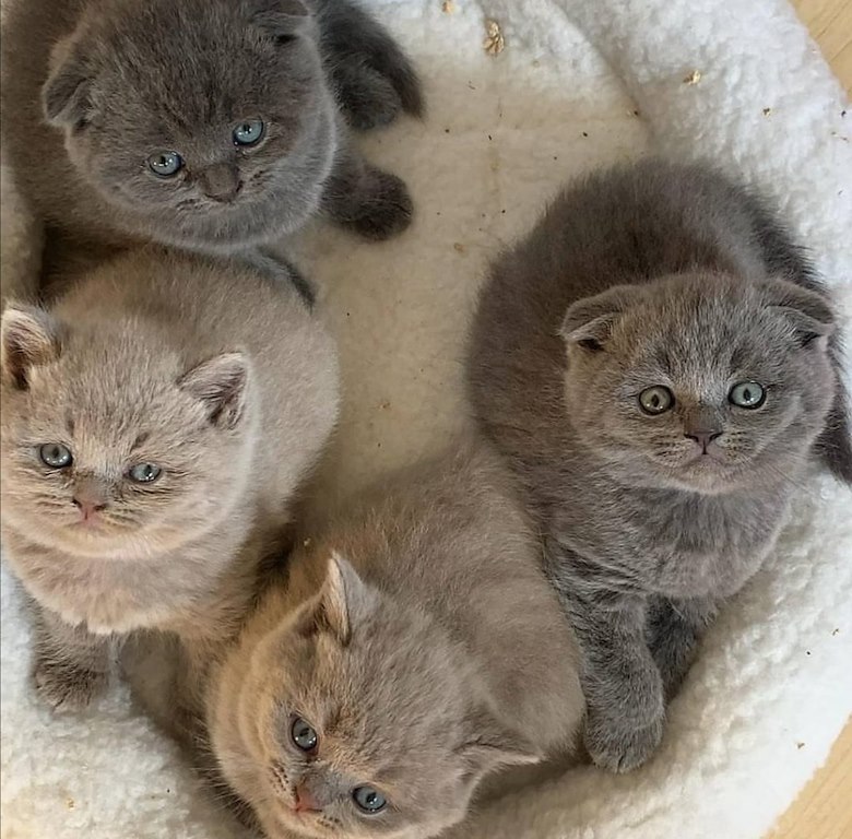 Super and beautiful British Shorthair kittens