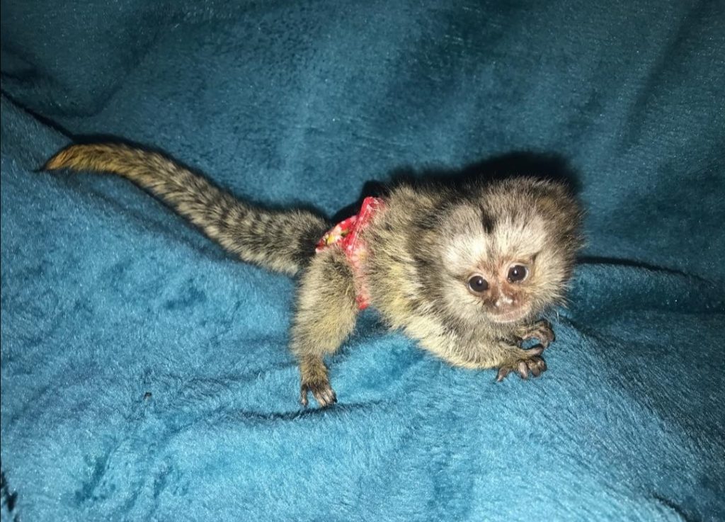 Healthy Marmoset Monkeys For Sale