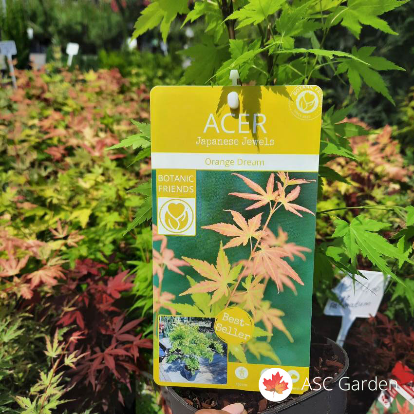 Acer palmatum Orange Dream 20 – 30 cm