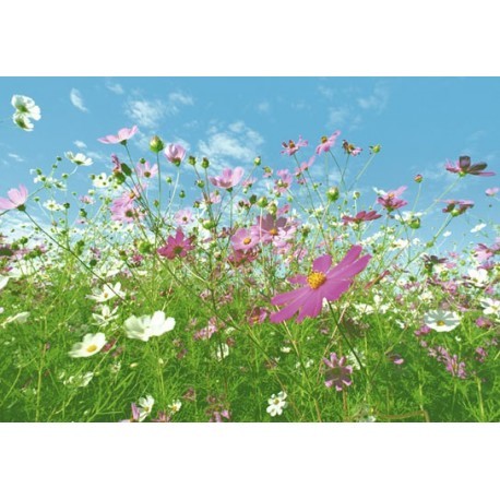 FOTOTAPET FLOWER MEADOW 281