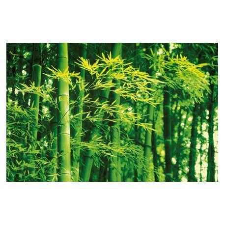 POSTER BAMBOO IN SPRING 670