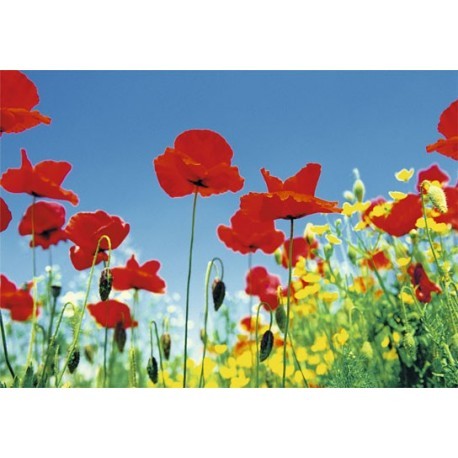 FOTOTAPET POPPY FIELD 283