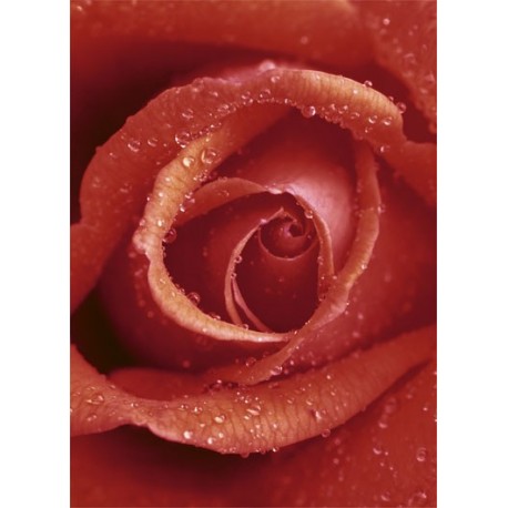 FOTOTAPET ROSE 368