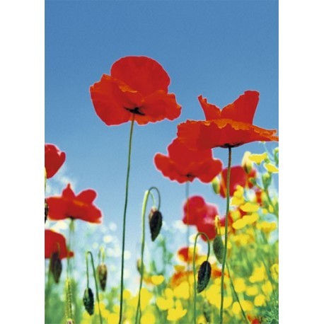 FOTOTAPET POPPY FIELD 371