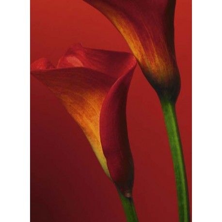 FOTOTAPET RED CALLA LILIES 406