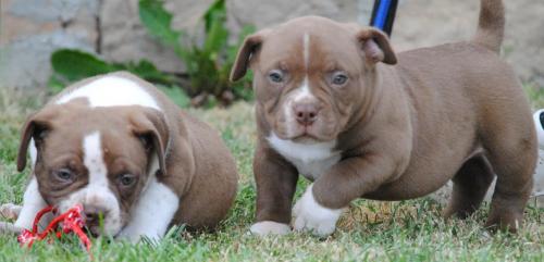 American bully pocket micro