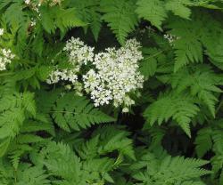 Anthriscus cerefolium - Krasuljica (seme) Francuski persun