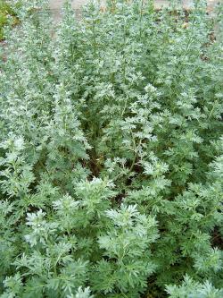 Pelin gorki (seme) Artemisia absinthium