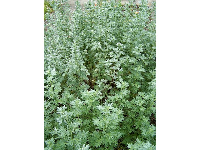 Pelin (seme) Artemisia absinthium