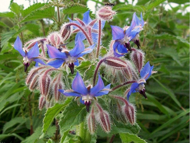 Borago officinalis - Borac (seme)