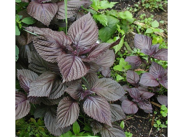 Perilla frutescens (seme) Crvena menta