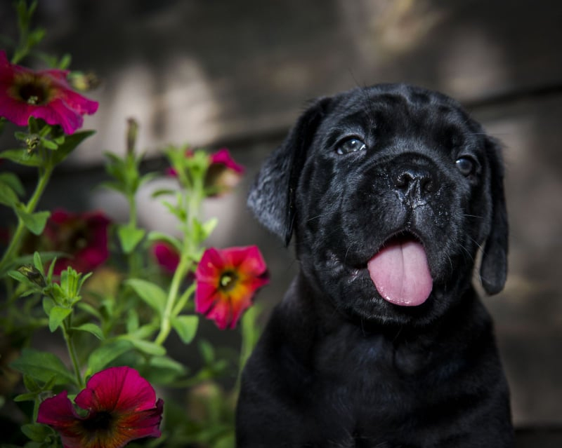 Šampionsko leglo CANE CORSO