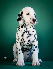 Prodajem dalmatinske pse - izuzetna stenad