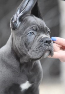 Kane korso cane corso top leglo