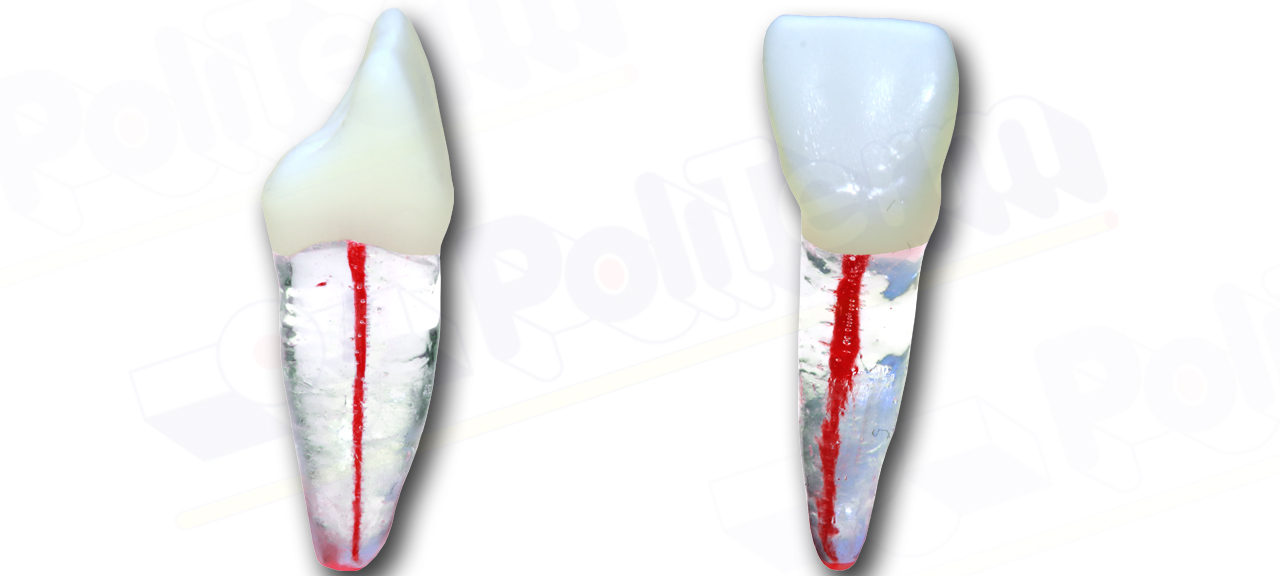 Sekutić – stomatološki model zuba za vežbu