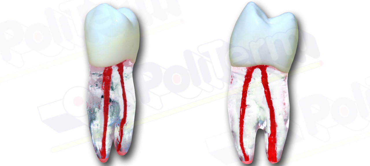 Gornji premolar – stomatološki model zuba za vežbu