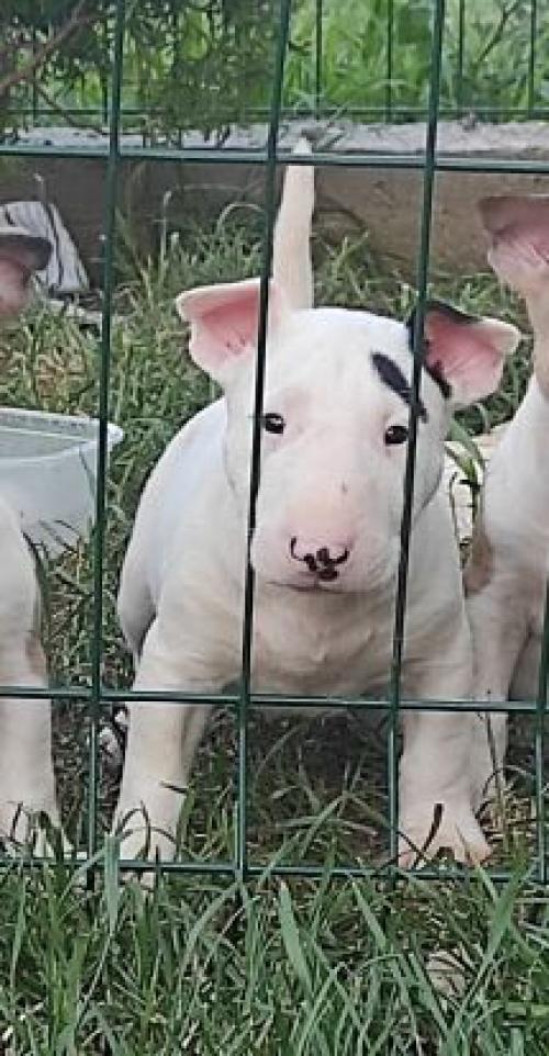 Bull Terrier štenci