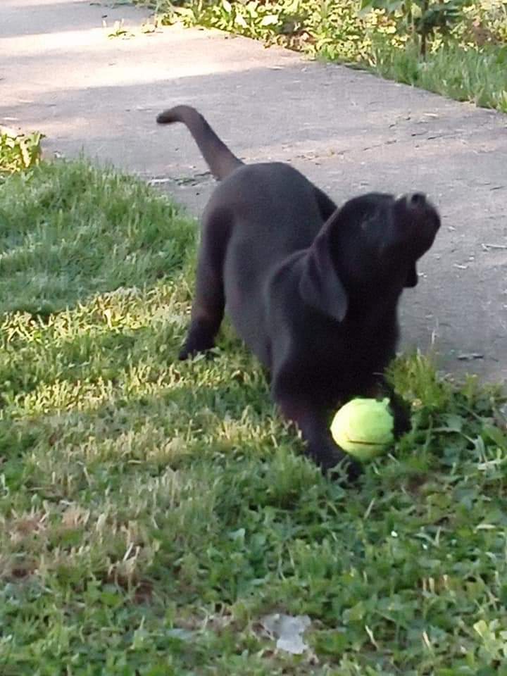 Labrador Retriver