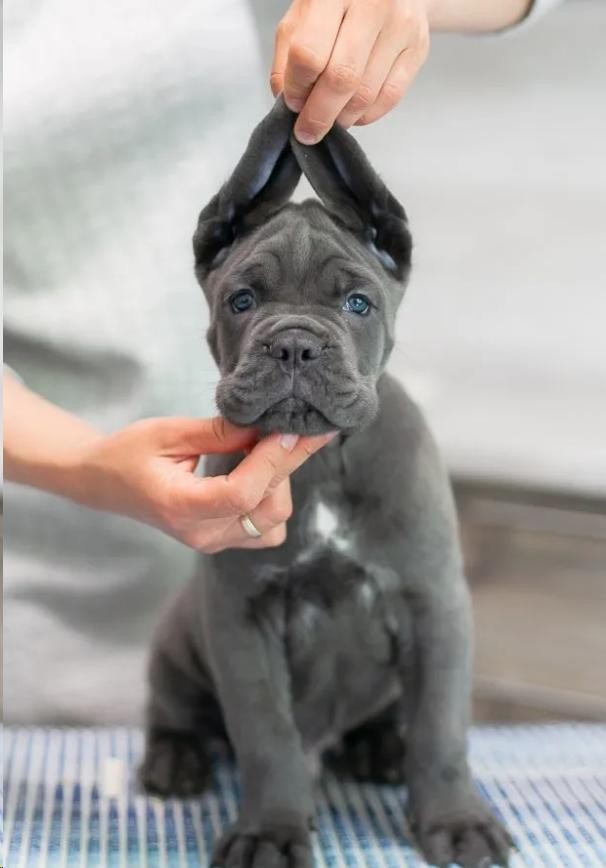 Cane corso