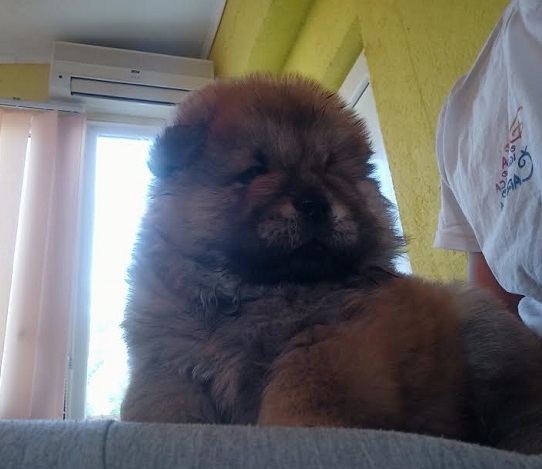 Chow Chow stenci