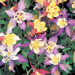 Kandilica (Mix raznih boja) Aquilegia doppia