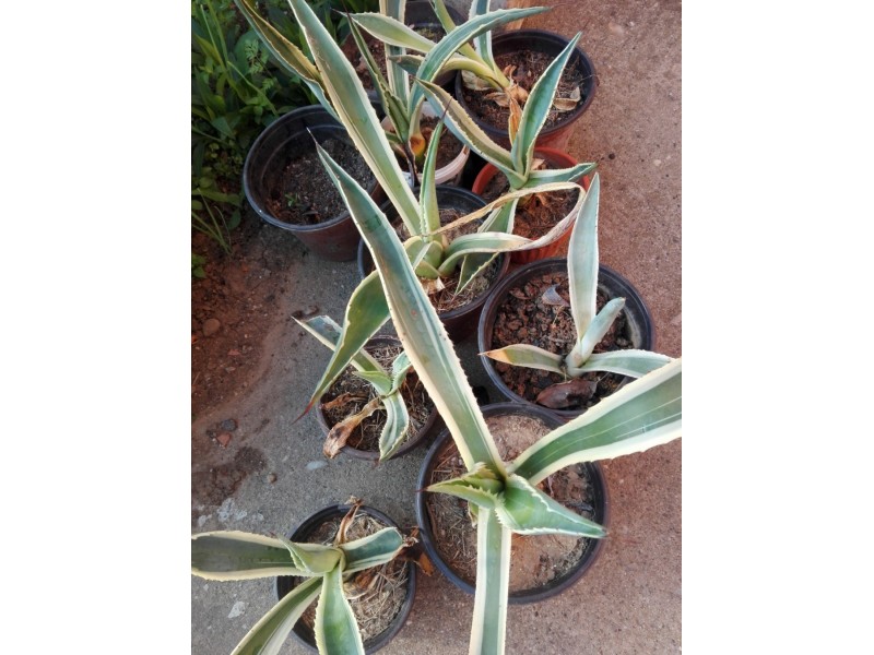 Kaktus agava