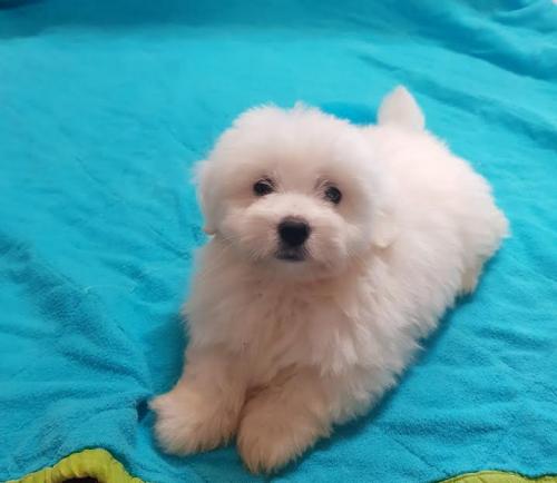 Tulearski pas/ Coton De Tulear