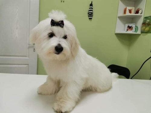 Prelepi štenci tulearskih pasa (coton de tulear)