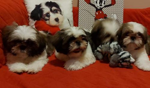 SHIH TZU stenci lepi i umiljati