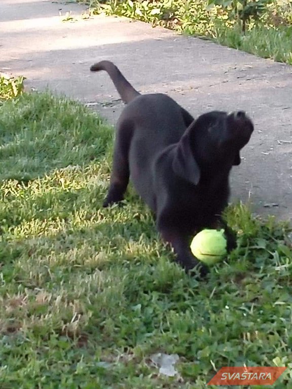 Labrador Retriver