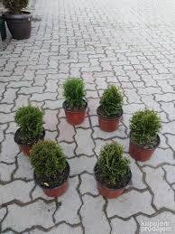 kuglasta tuja