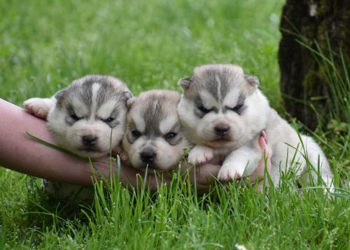 Sibirski haski - Siberian Husky