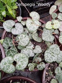 Ceropegia woodii