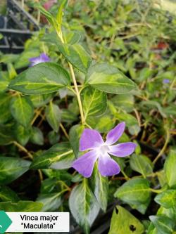 Vinca major Maculata