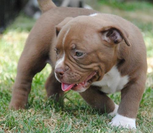 American bully pocket micro