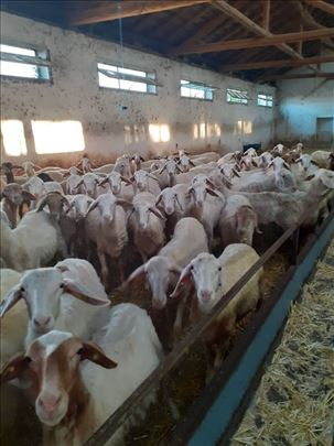 Ovce, ovnovi i jagnjad rase ASAF