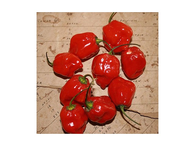 Crveni Habanero - Ljuta paprika (seme)