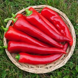 Paprika CORNO DI TORO ROSSO (seme)