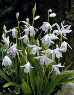 Bletila striata alba - Spoljna orhideja bela