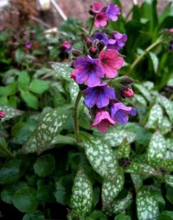 Plucnjak - Pulmonaria officinalis (seme)