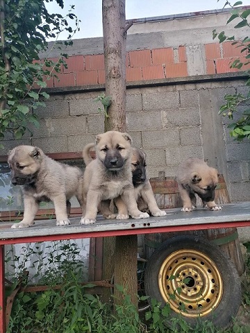 Turski Kangal stenci
