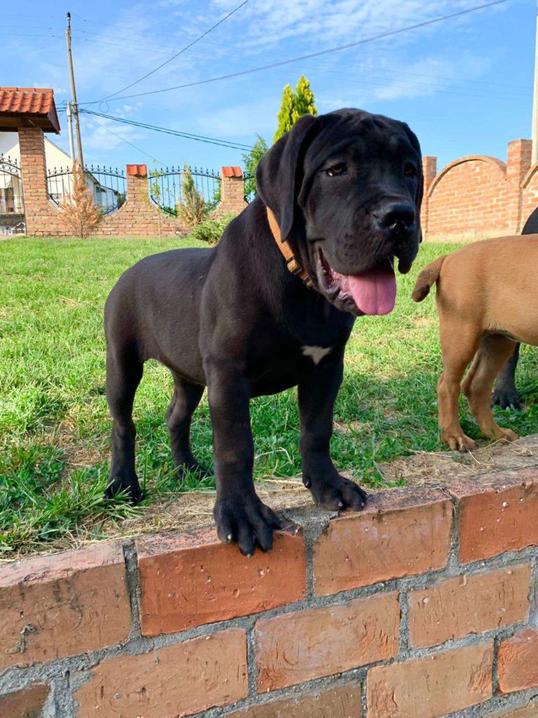 Boerboel štenci