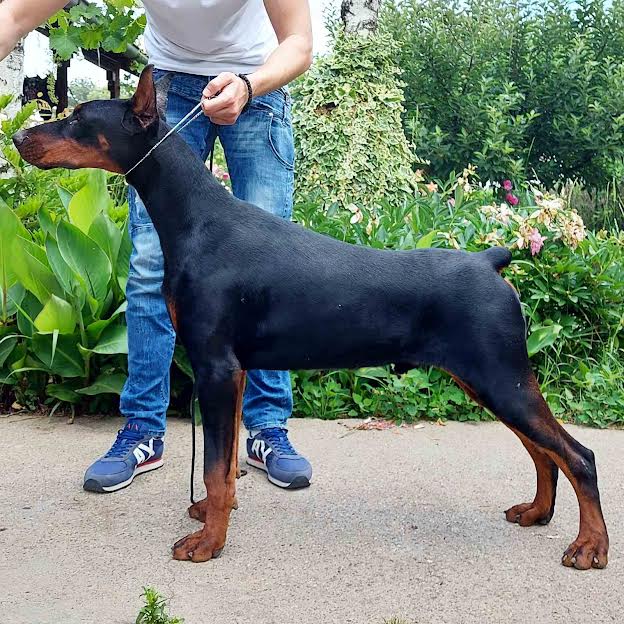 Doberman muško štene