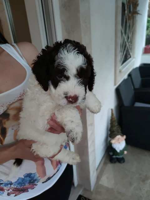 Lagotto Romagnolo, stenad