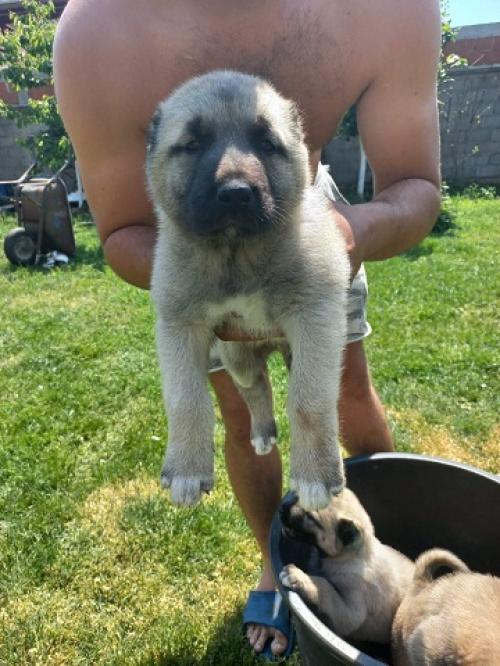 Turski Kangal, muško štene