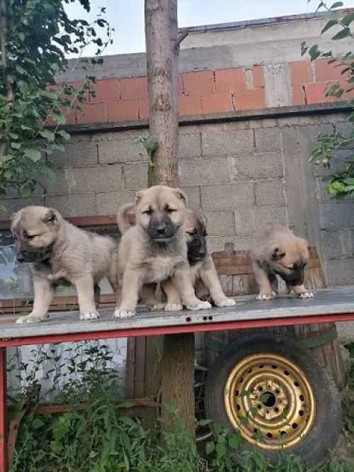 Turski Kangal, stenci