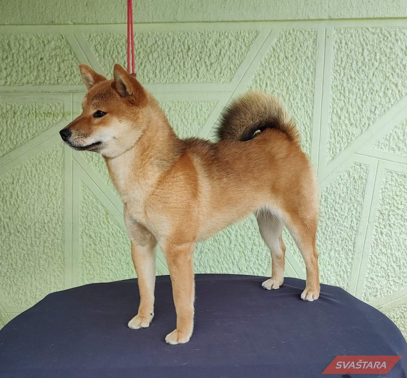 Shiba Inu štenci