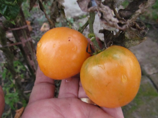 Ananas pig paradajz, stara vrsta, seme 10 komada